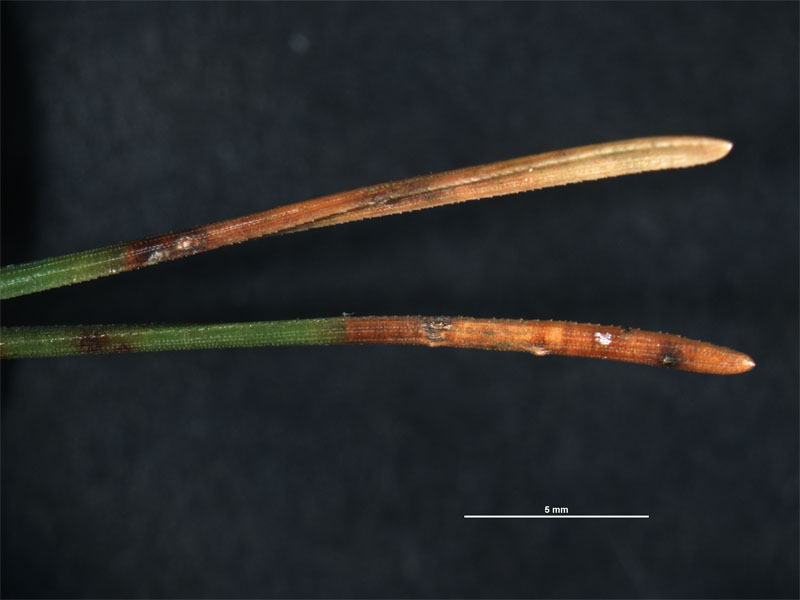 Novice iz varstva gozdov - Prispevek