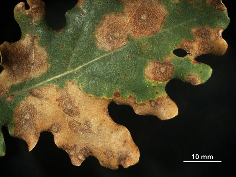 Novice iz varstva gozdov - Prispevek